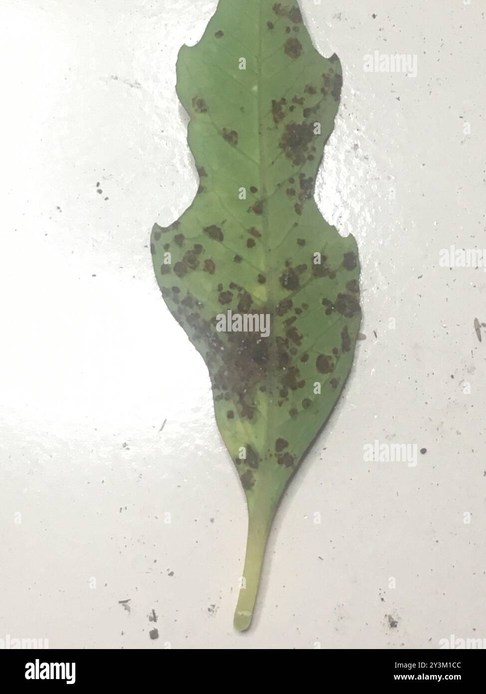 rust fungi (Pucciniales) Fungi Stock Photo - Alamy