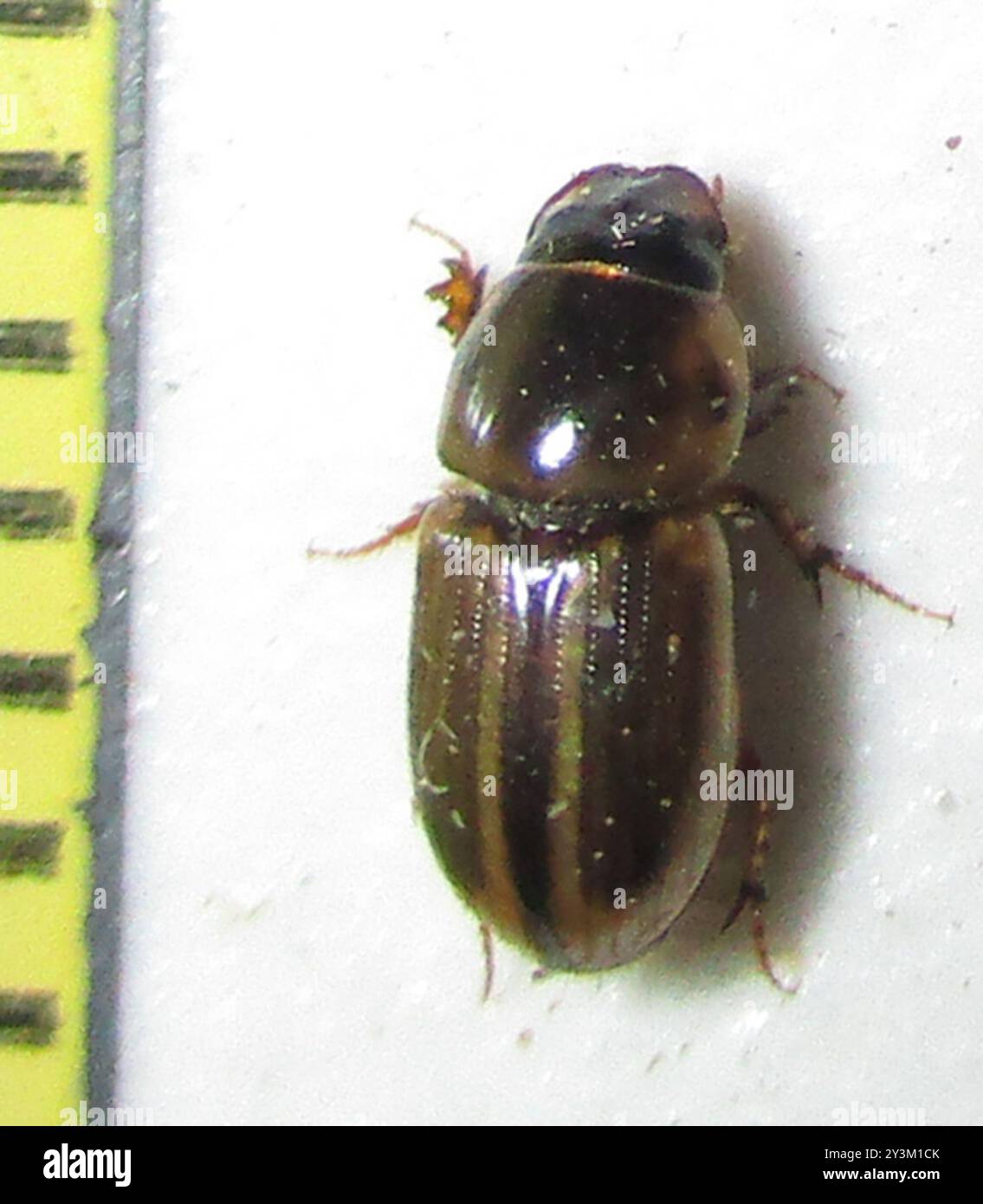 Small Dung Beetles (Aphodiinae) Insecta Stock Photo - Alamy