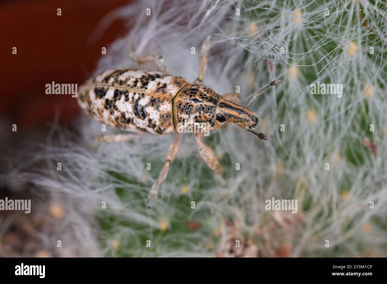 Cyphocleonus dealbatus is a species of true weevil of the family ...