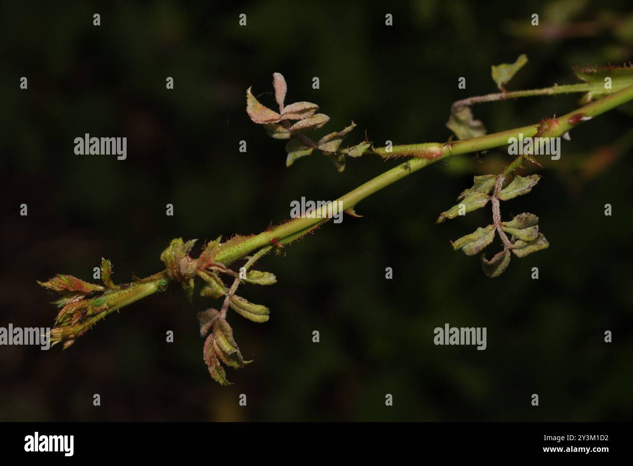 Rose Powdery Mildew (Podosphaera pannosa) Fungi Stock Photo - Alamy