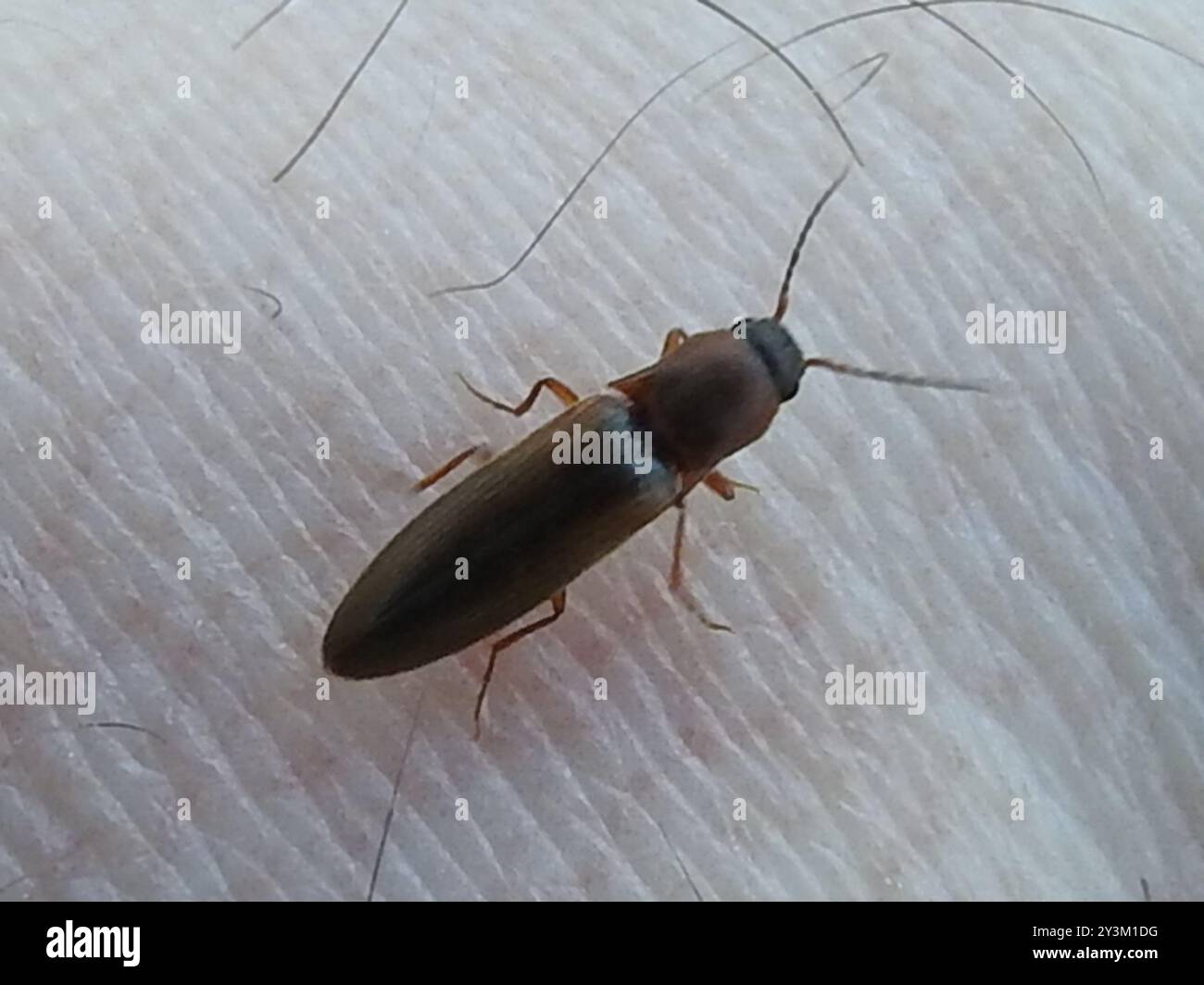 margined click beetle (Dalopius marginatus) Insecta Stock Photo - Alamy