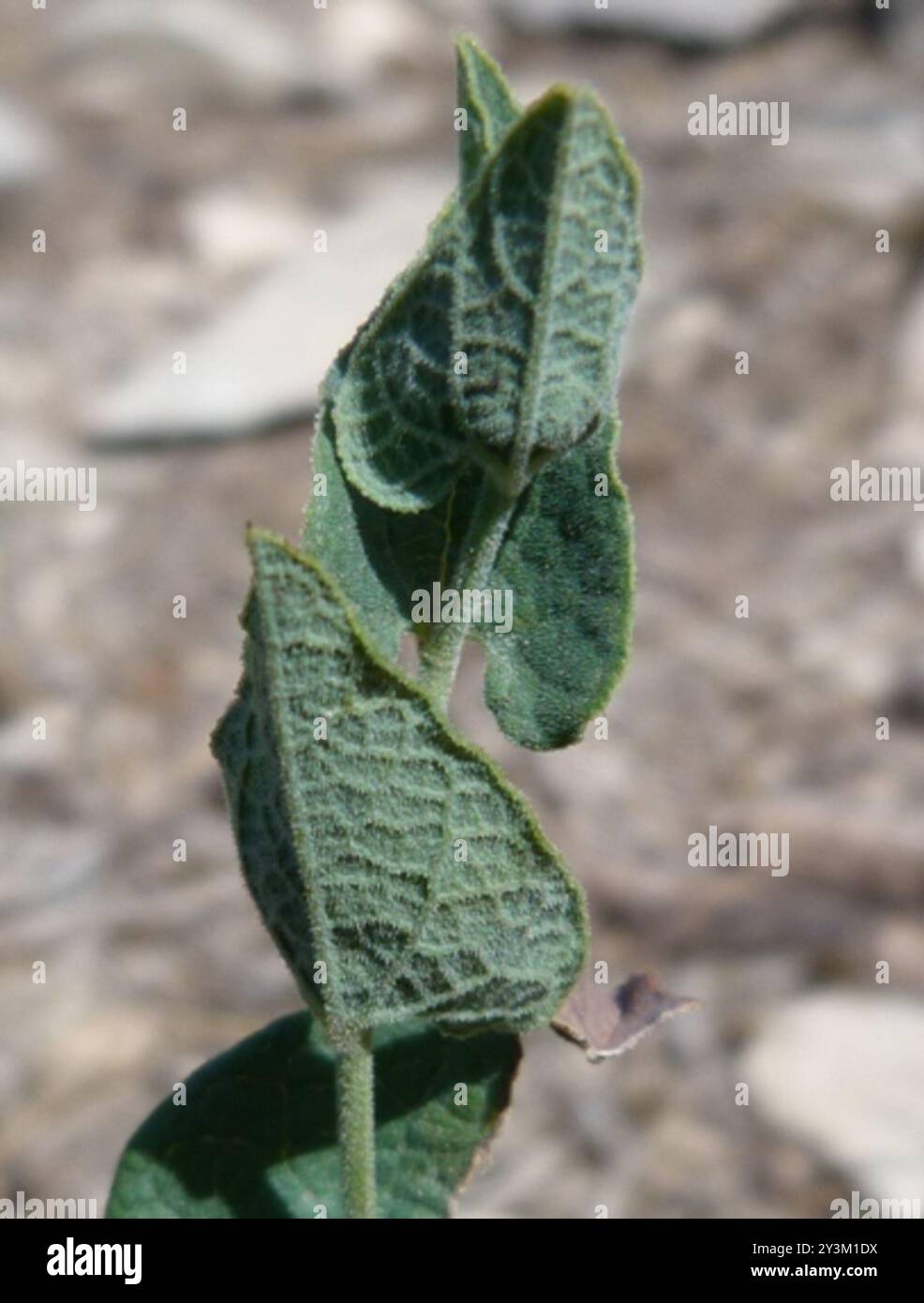 Spanish Birthwort (Aristolochia pistolochia) Plantae Stock Photo - Alamy