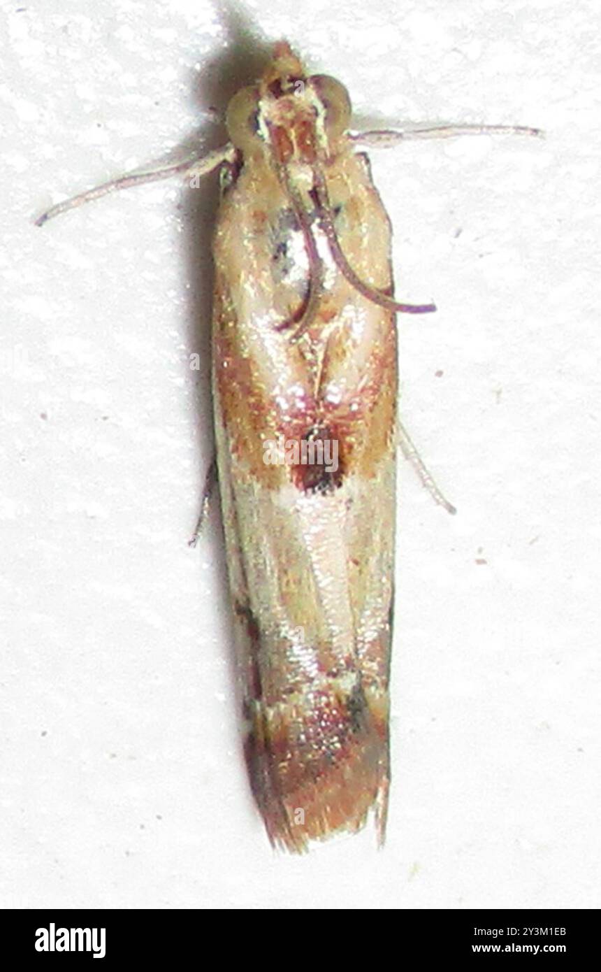 Knot-horn Moths (Phycitinae) Insecta Stock Photo - Alamy