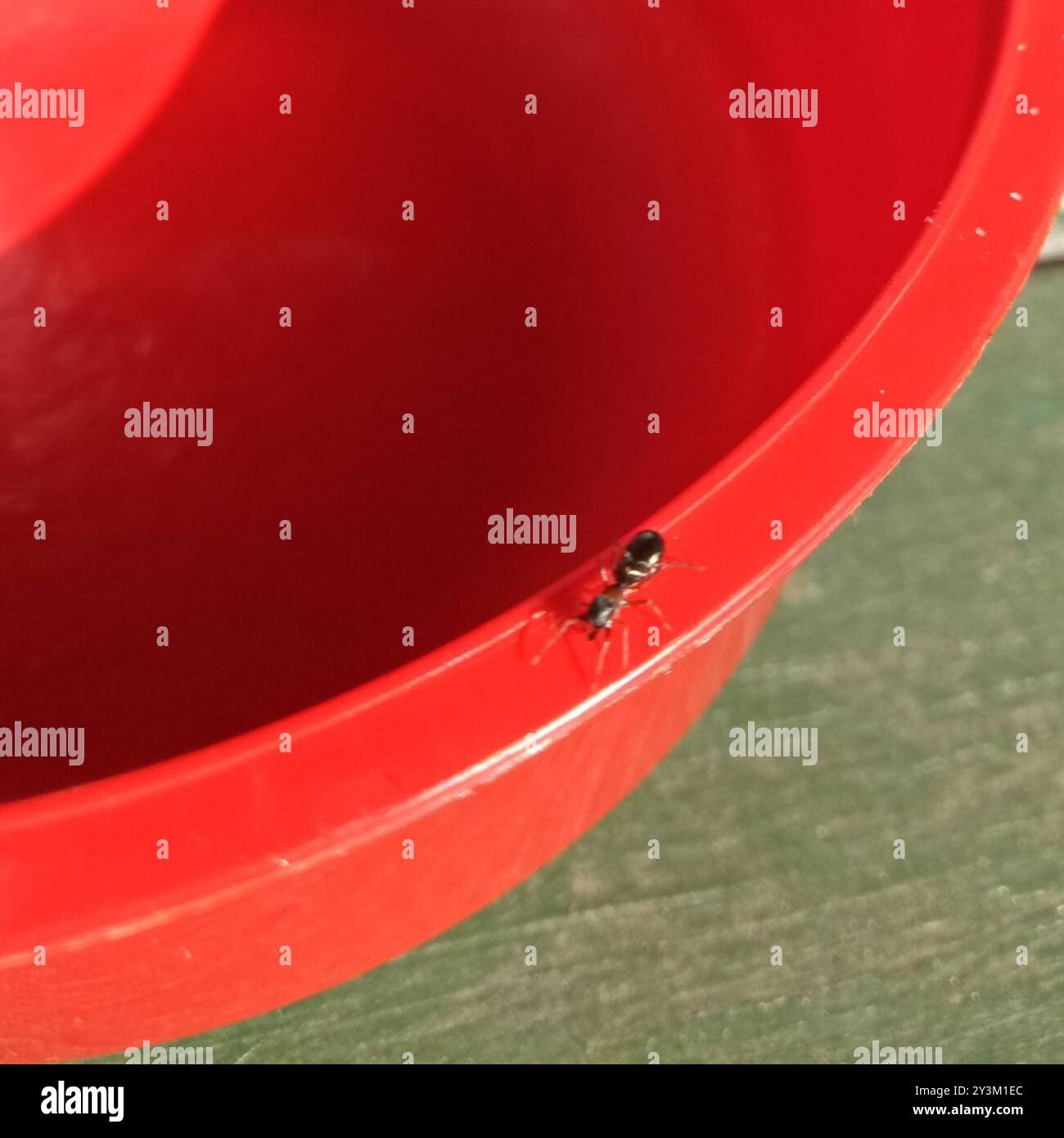 Ant-mimic Spiders (Myrmarachne) Arachnida Stock Photo - Alamy