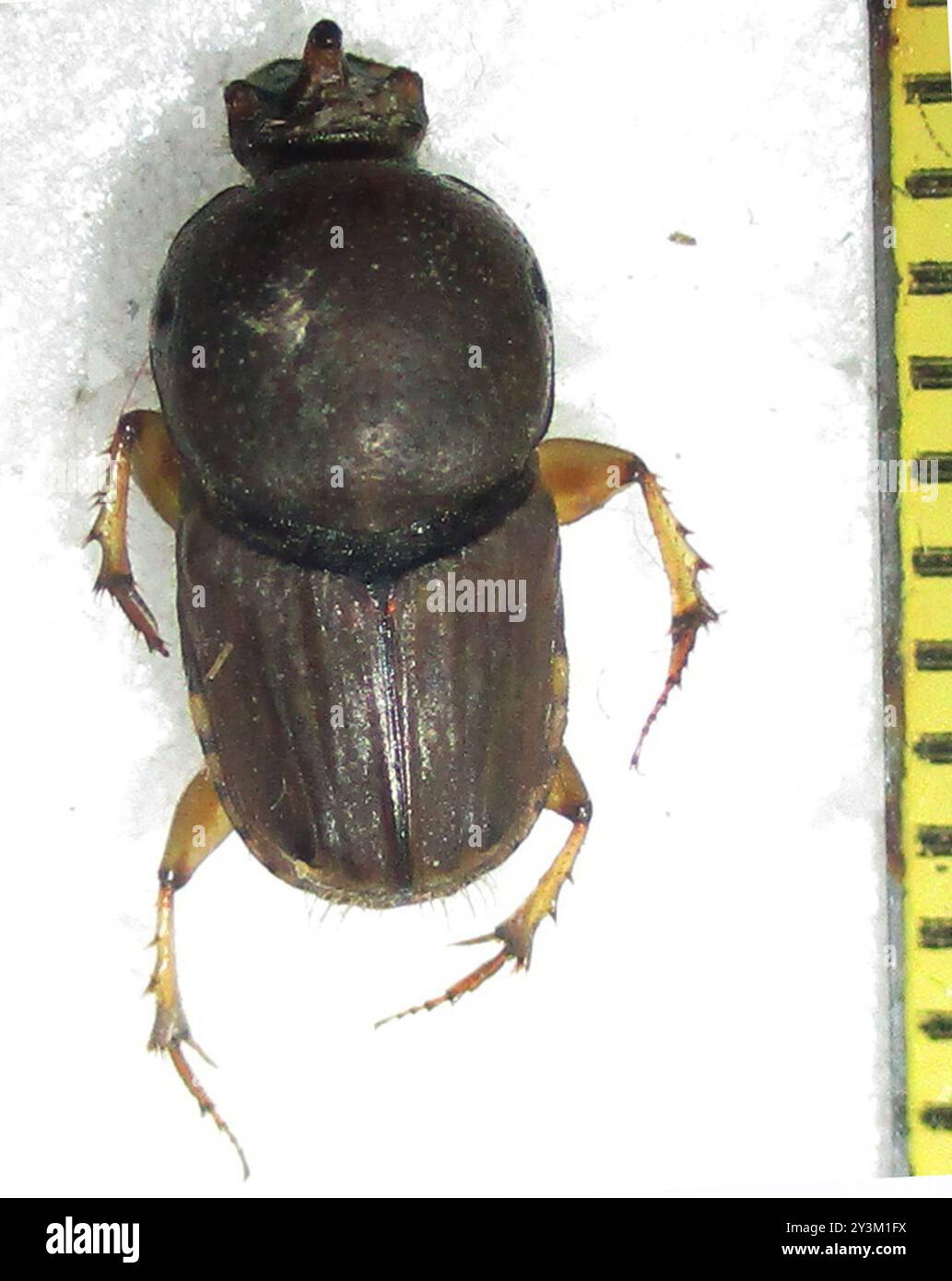 Northern Sandy Dung Beetle (Euoniticellus intermedius) Insecta Stock ...