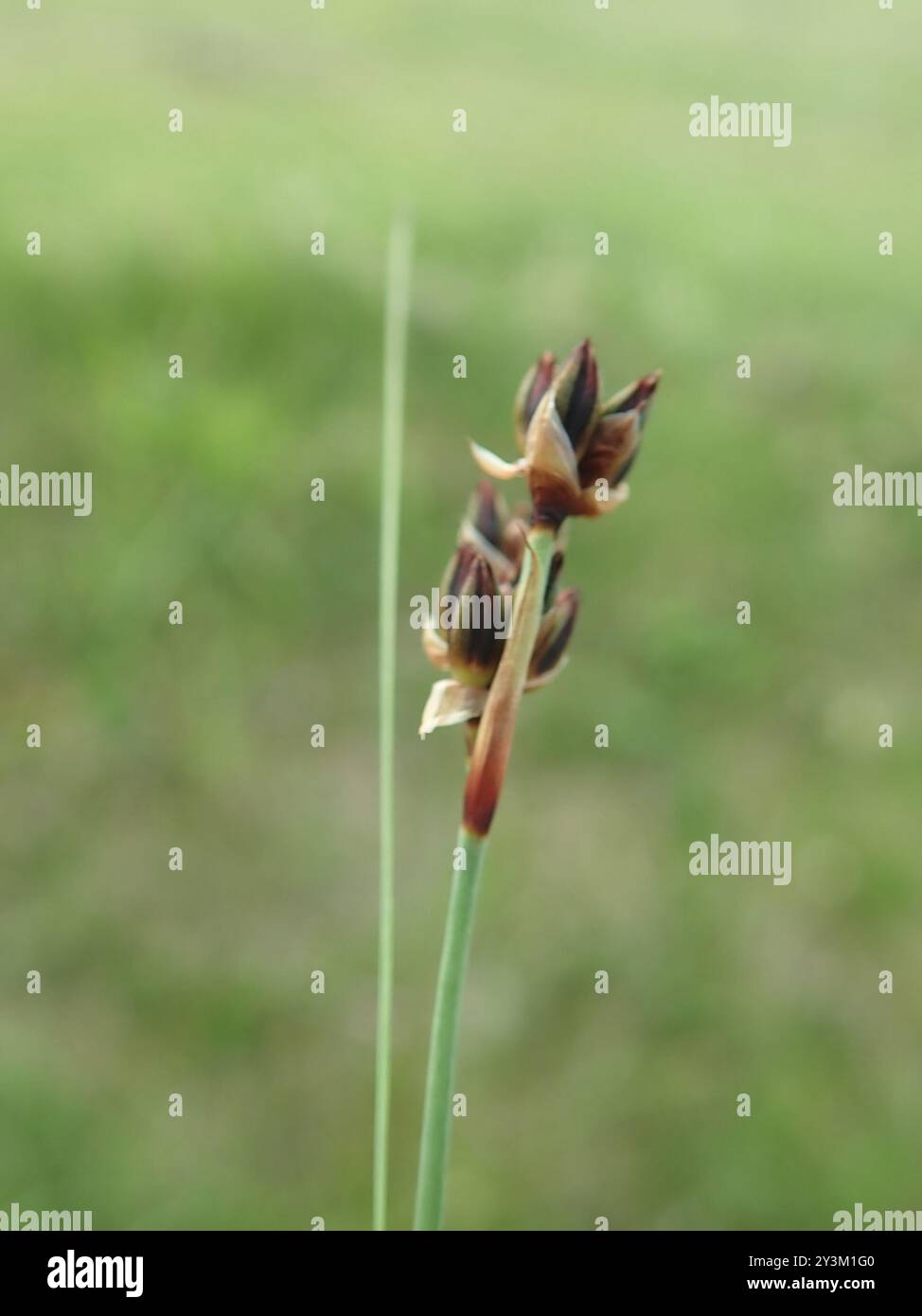 Arctic Rush (Juncus arcticus) Plantae Stock Photo - Alamy