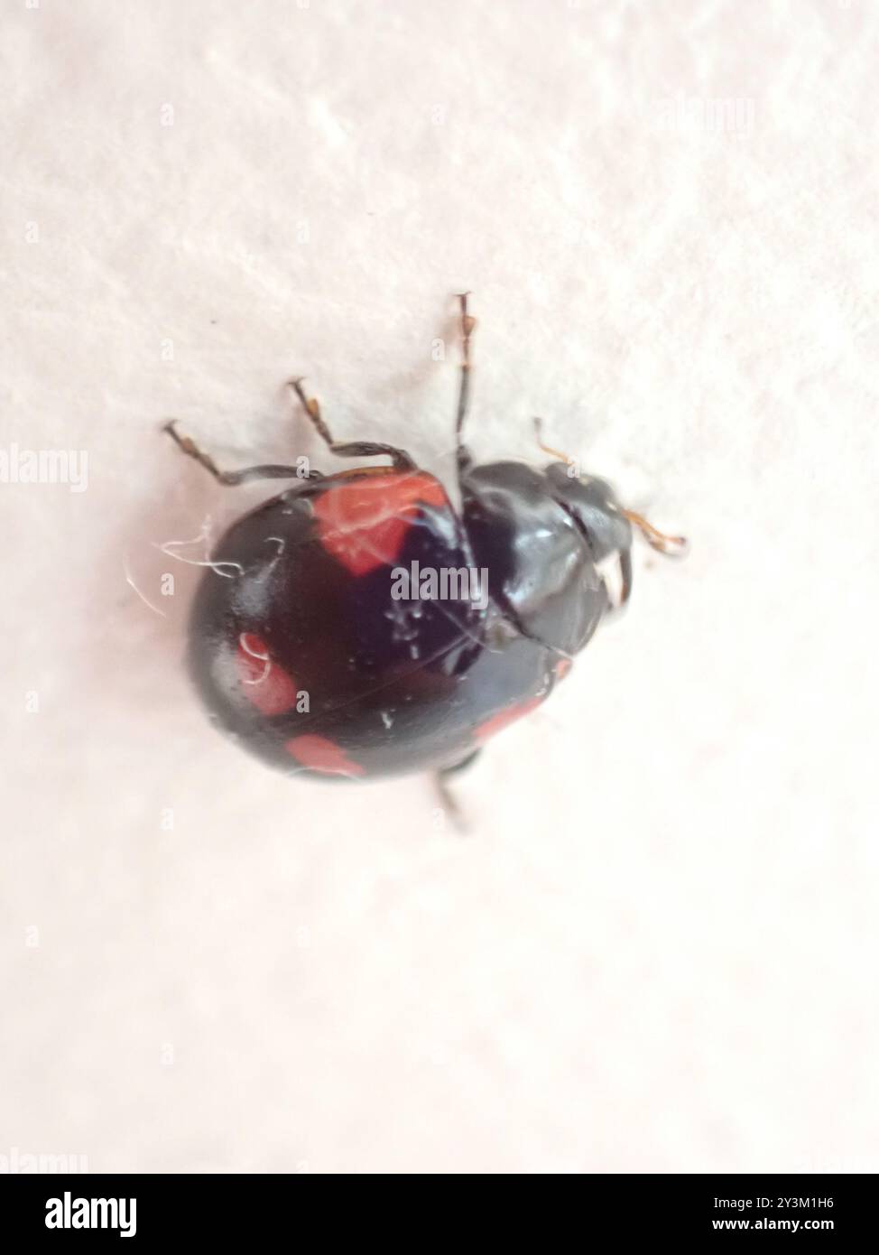 Two-spotted Lady Beetle (Adalia bipunctata) Insecta Stock Photo - Alamy