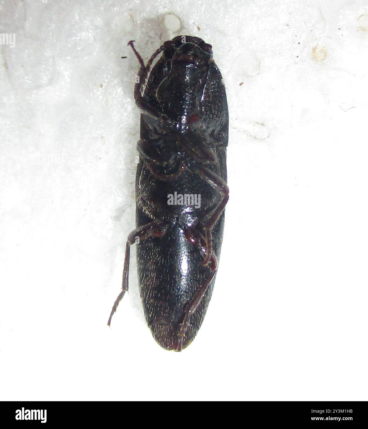 Click Beetles (Elateridae) Insecta Stock Photo - Alamy