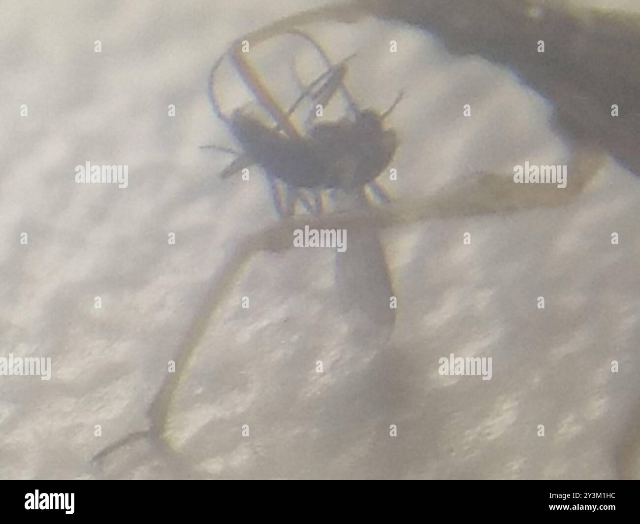 Damsel Bugs (Nabidae) Insecta Stock Photo - Alamy