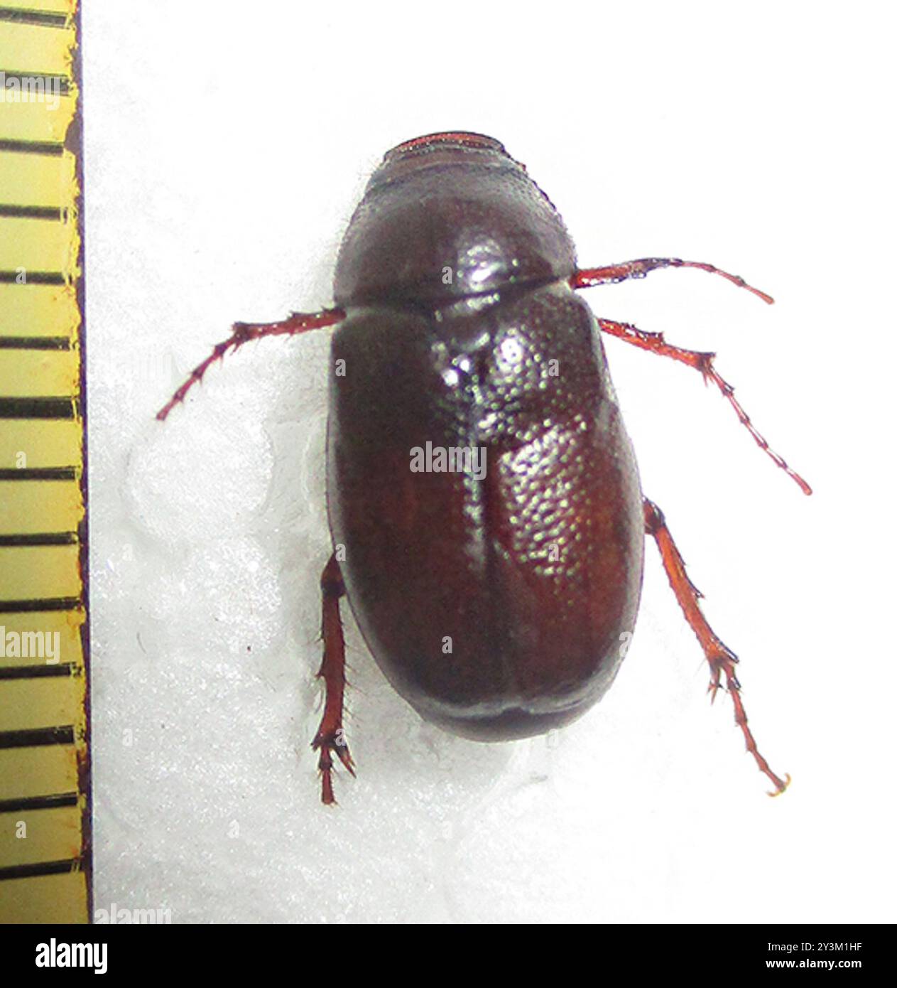 June Beetles (Melolonthinae) Insecta Stock Photo - Alamy