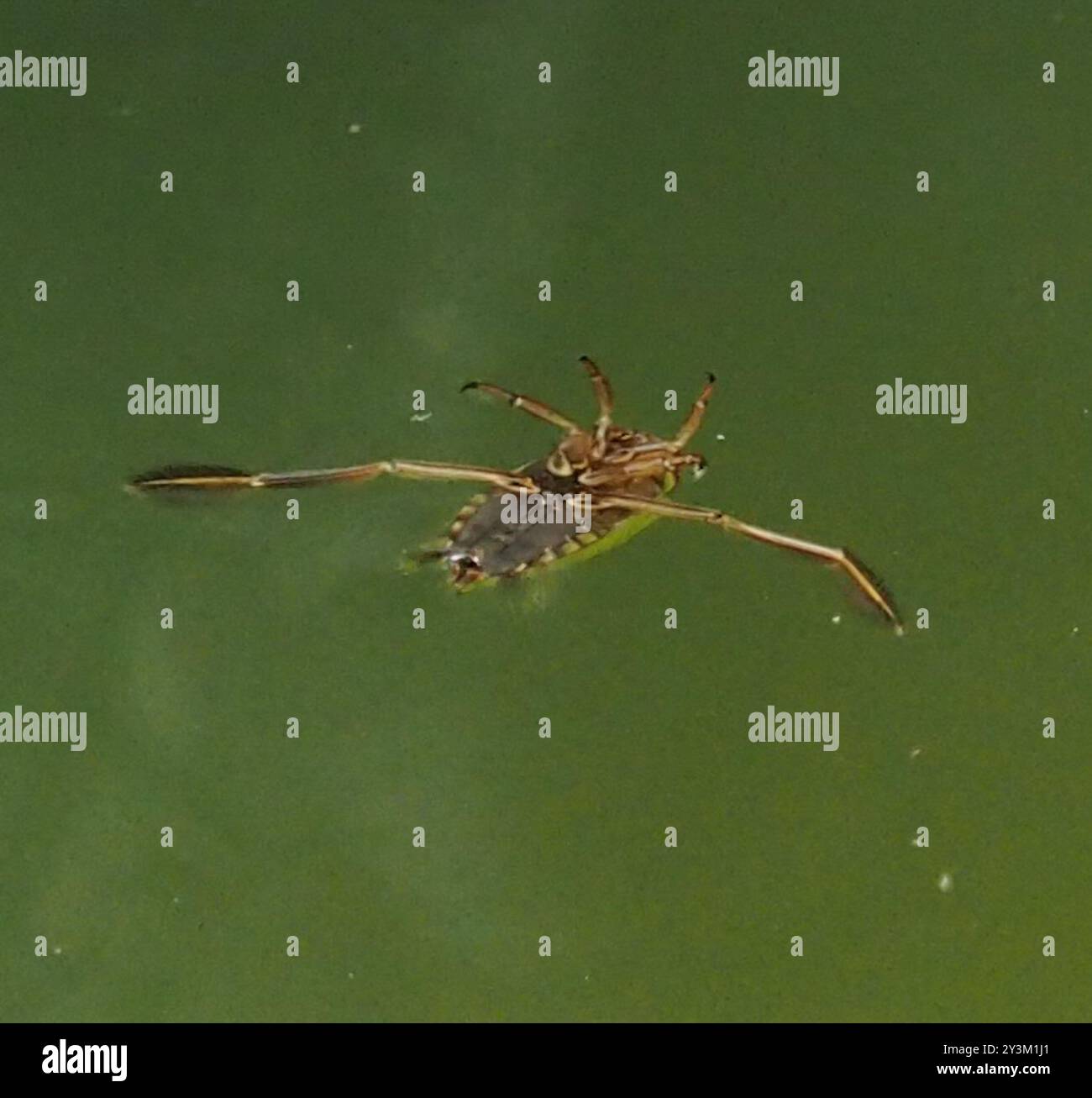 Milky Backswimmers (Notonecta) Insecta Stock Photo - Alamy