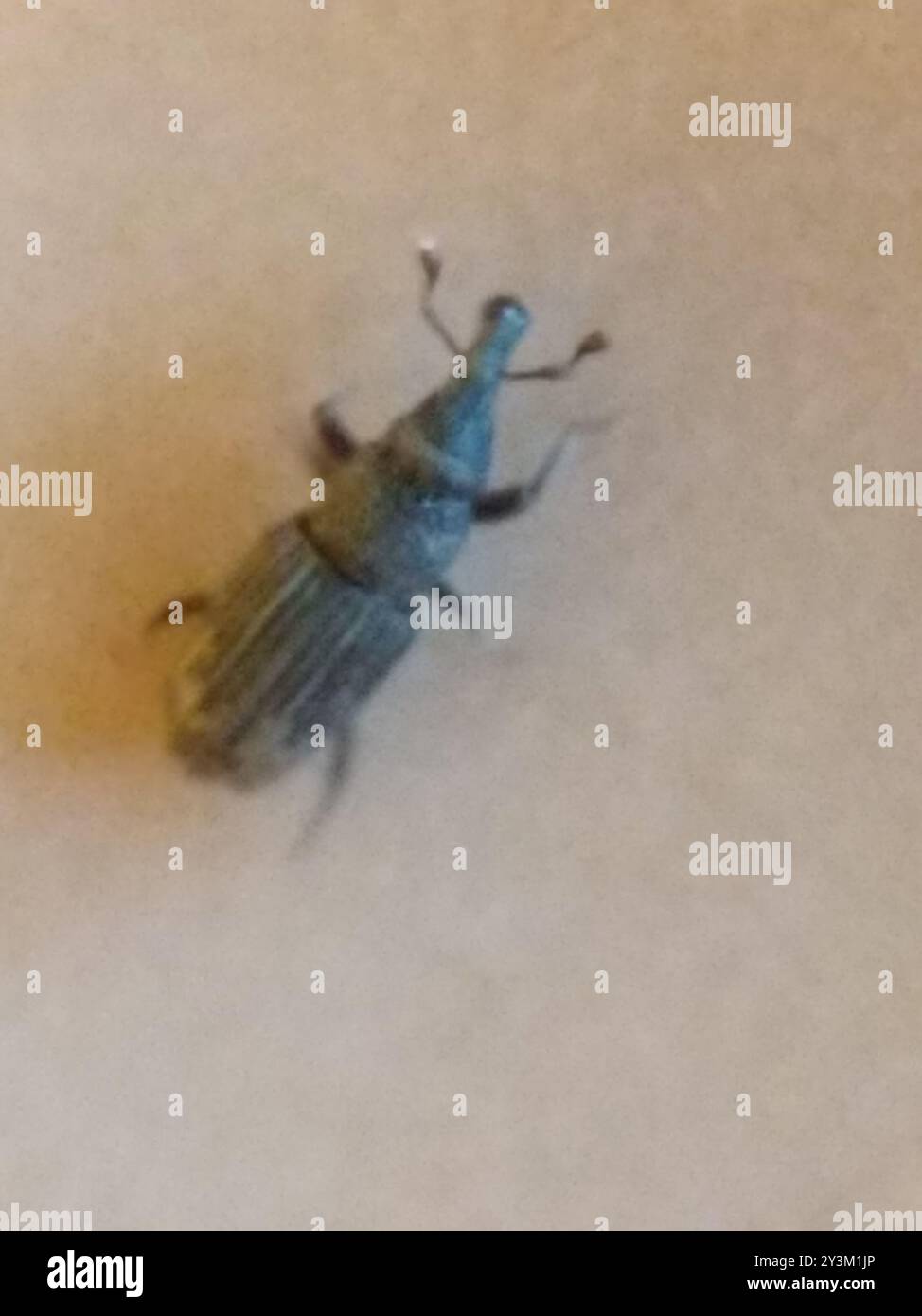 American Billbug Weevil (Dryophthorus americanus) Insecta Stock Photo ...