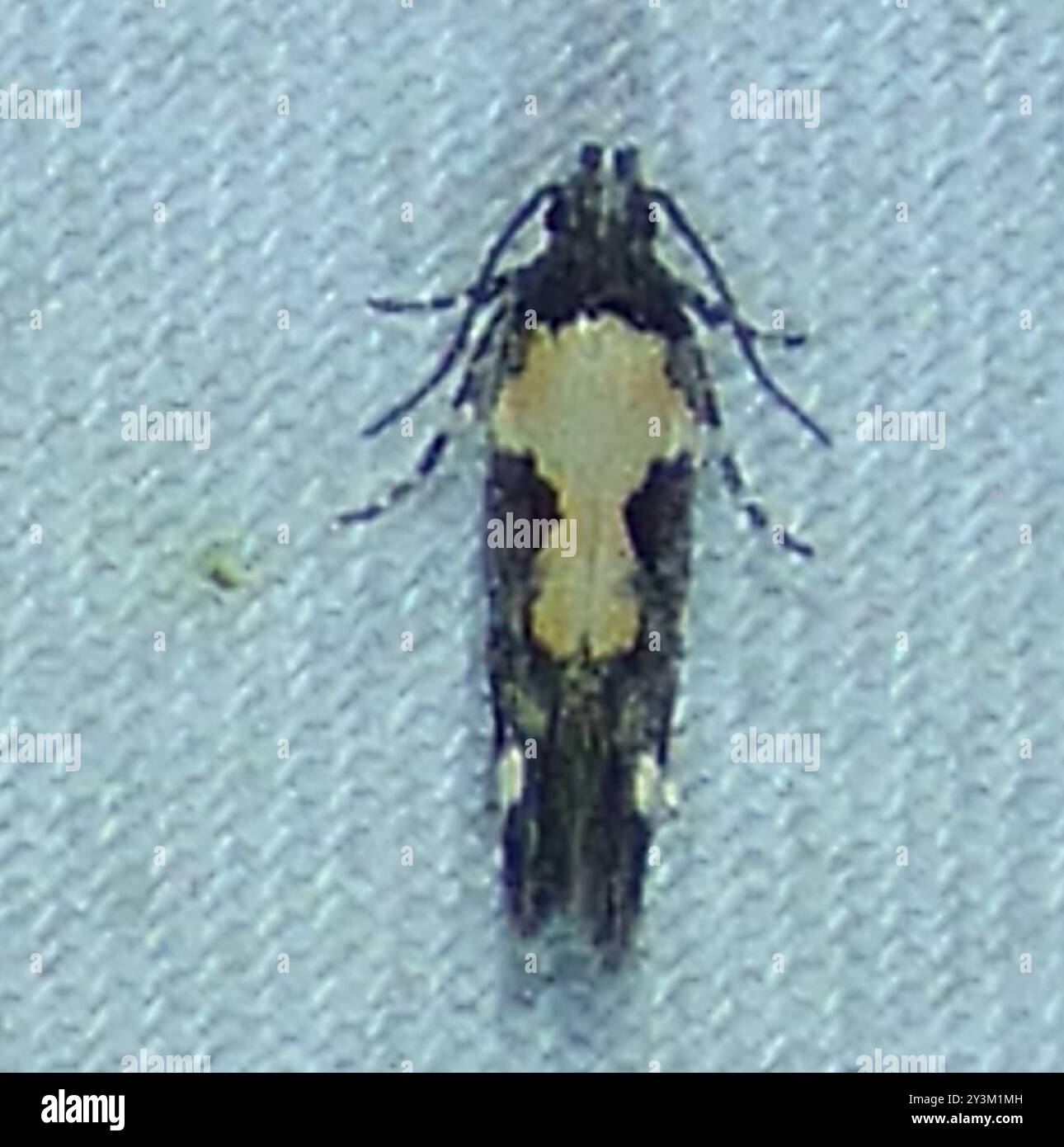 Red-necked Peanutworm Moth (Stegasta bosqueella) Insecta Stock Photo ...