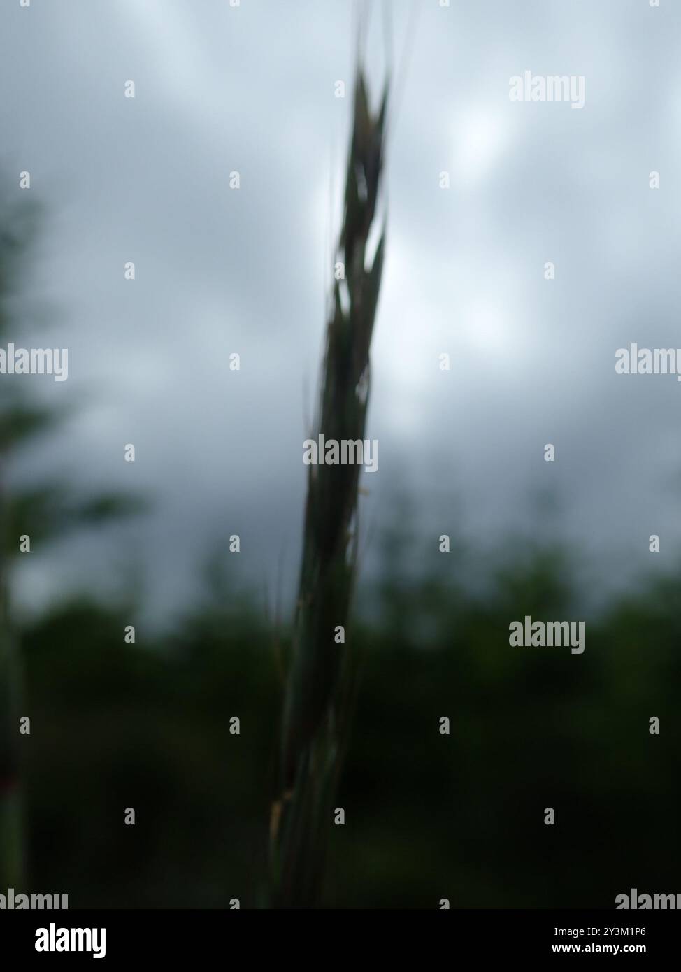 blue wild rye (Elymus glaucus) Plantae Stock Photo - Alamy