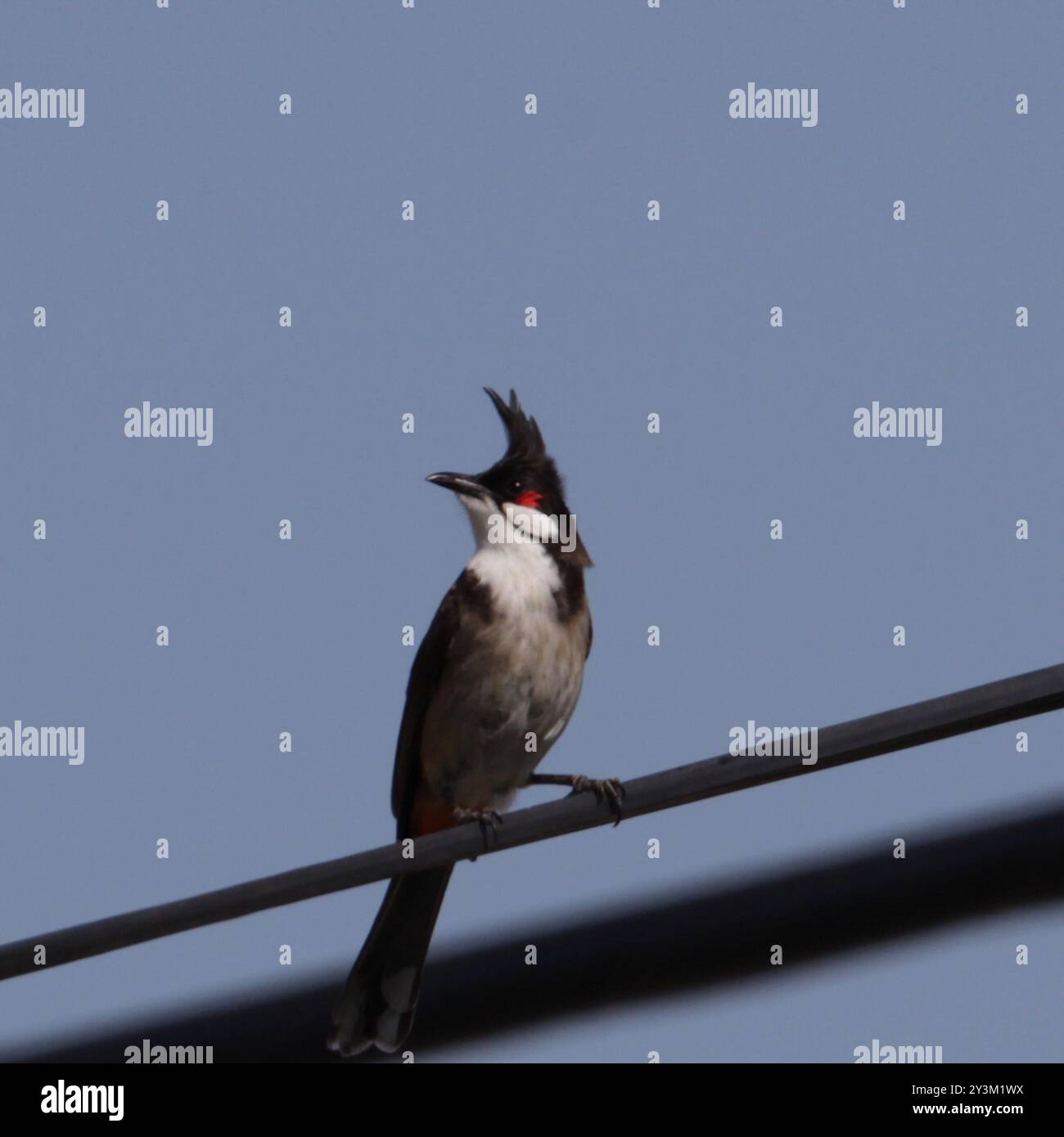 Red-whiskered Bulbul (Pycnonotus jocosus) Aves Stock Photo - Alamy
