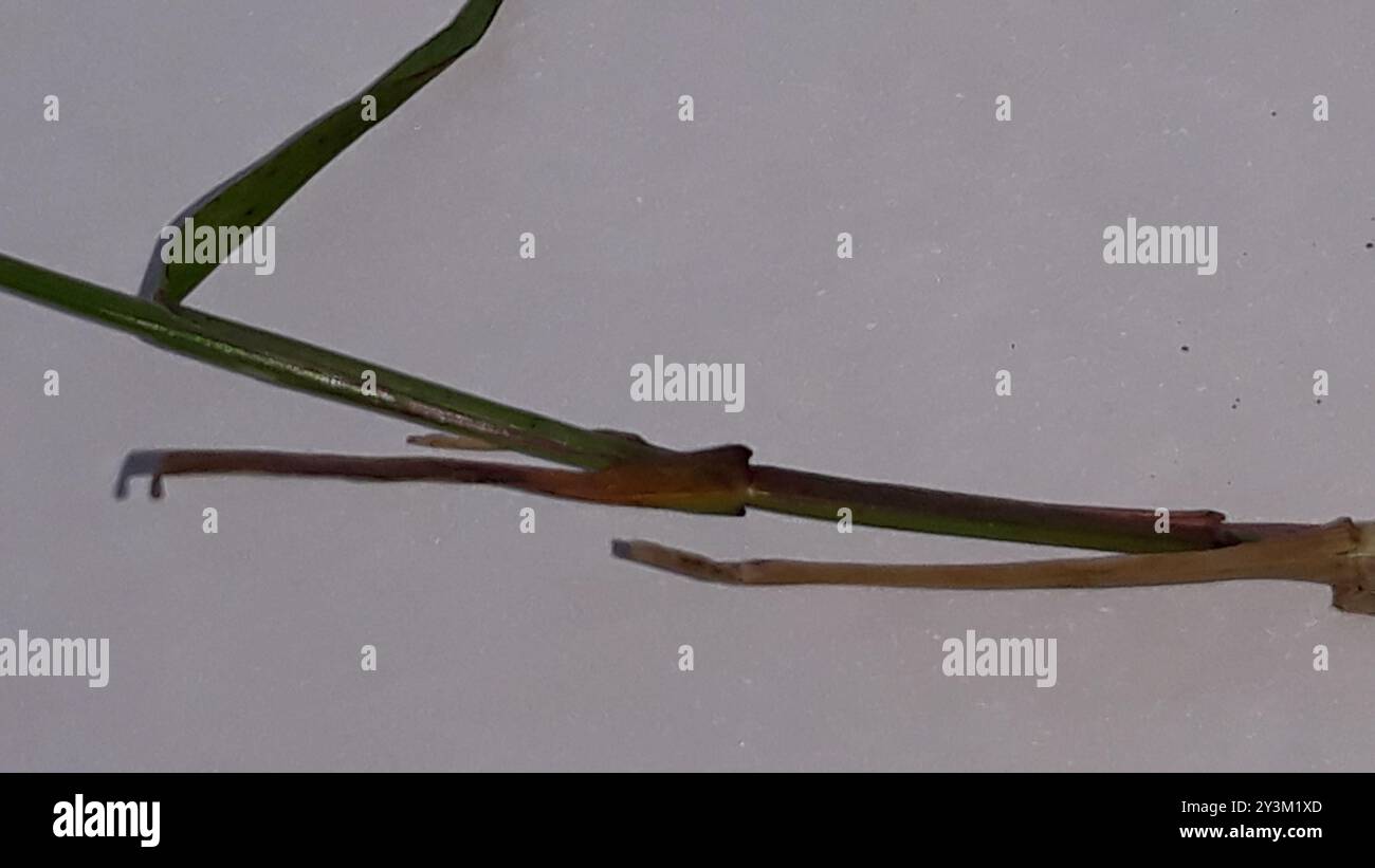 Canada bluegrass (Poa compressa) Plantae Stock Photo - Alamy