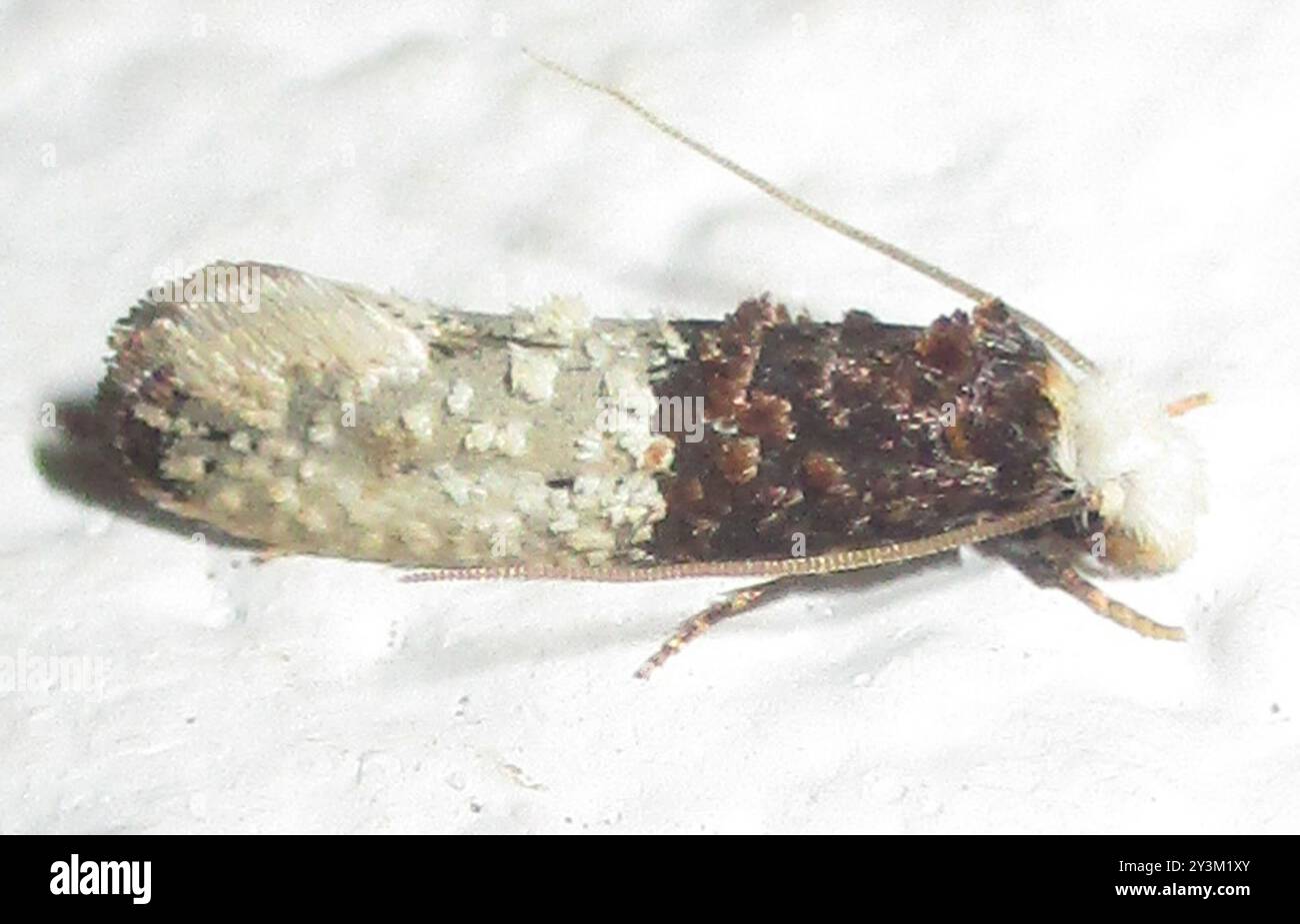 Tapestry moth hi-res stock photography and images - Alamy