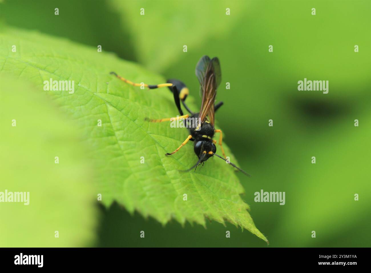 Yellow-legged Mud-dauber Wasp (Sceliphron caementarium) Insecta Stock ...