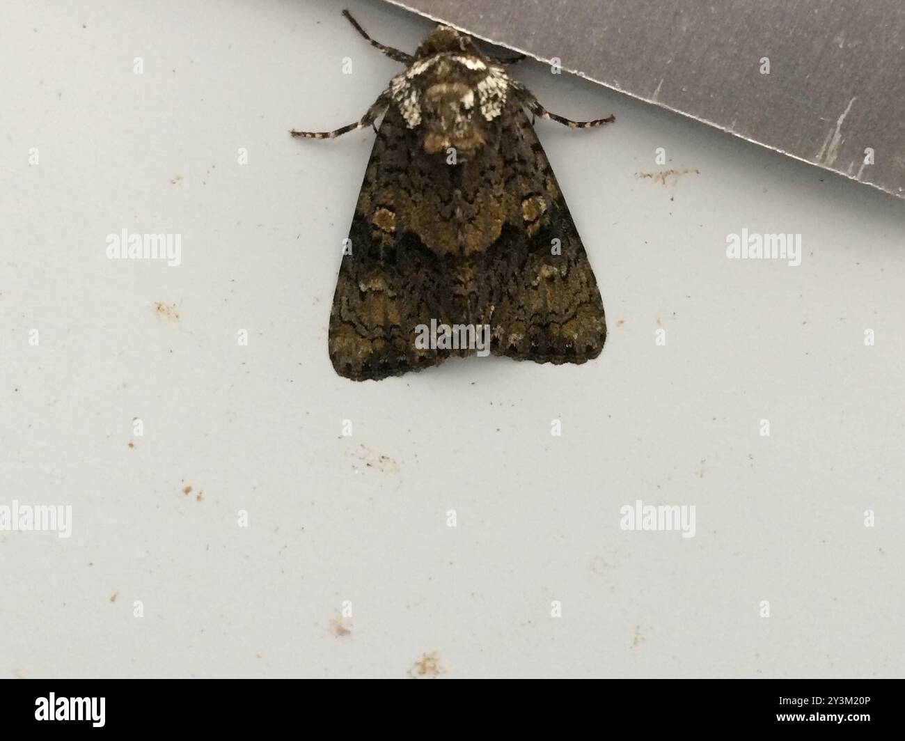 Coronet (Craniophora ligustri) Insecta Stock Photo - Alamy