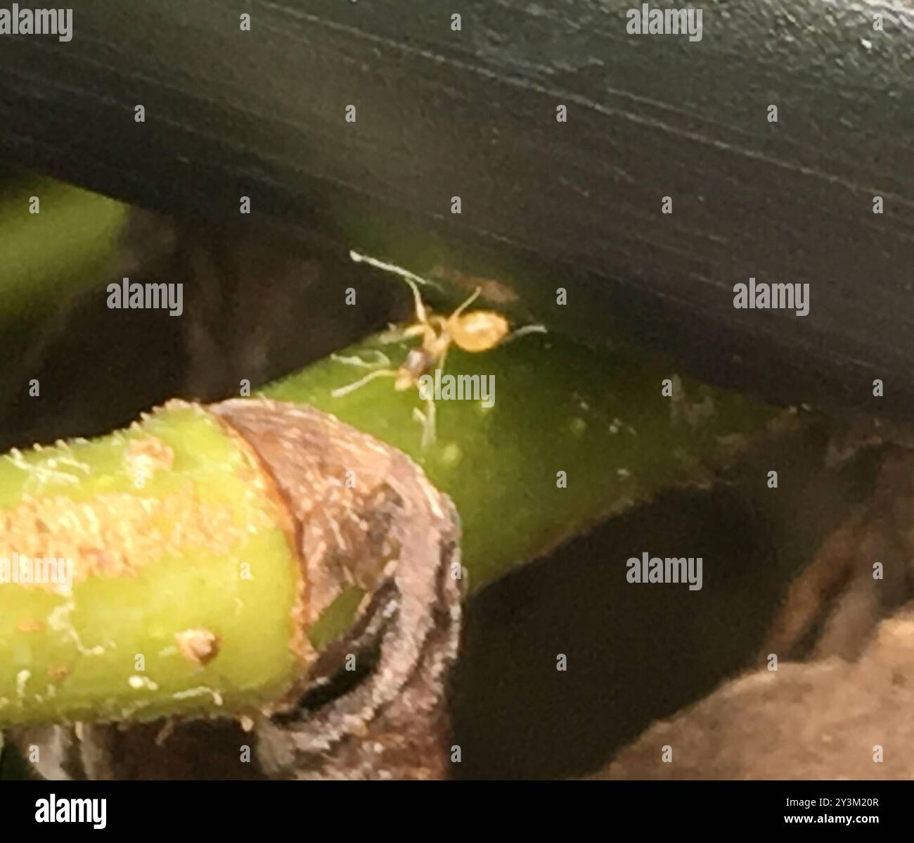 Ghost Ant (Tapinoma melanocephalum) Insecta Stock Photo - Alamy
