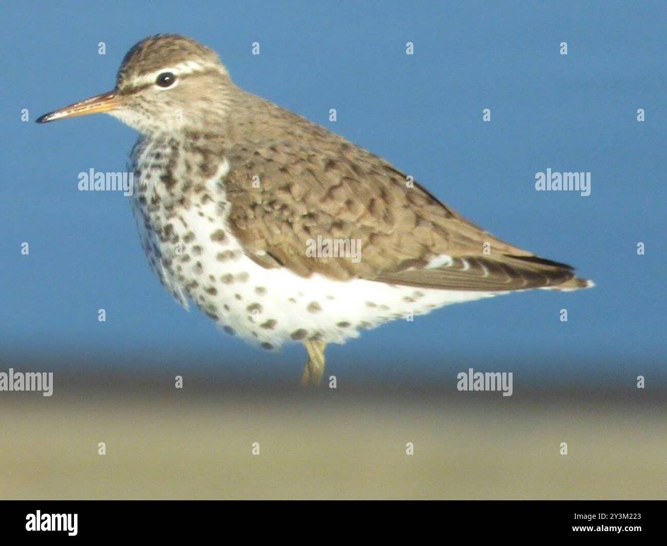 Spotted Sandpiper (Actitis macularius) Aves Stock Photo - Alamy