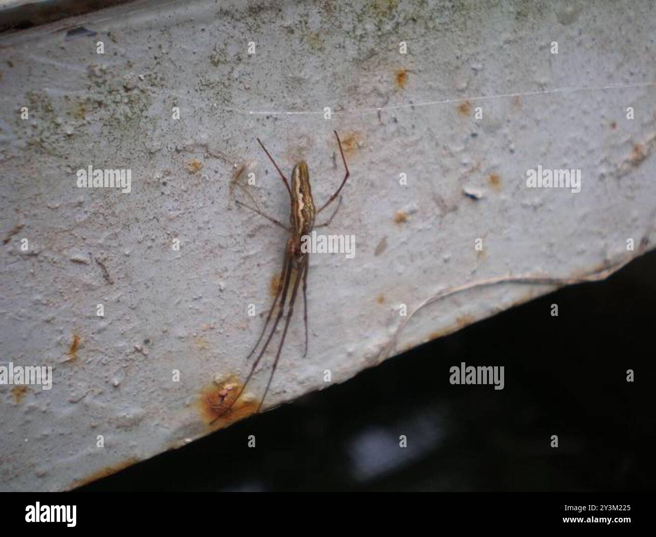 Stretch Spiders (Tetragnatha) Arachnida Stock Photo - Alamy
