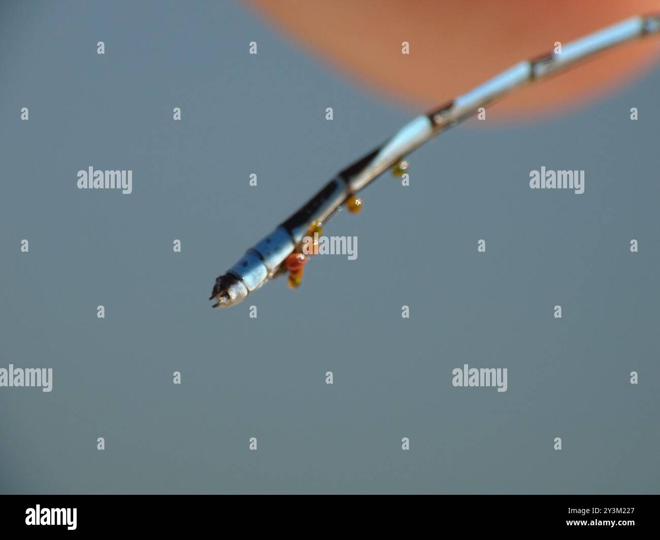 Hagen's Bluet (Enallagma hageni) Insecta Stock Photo - Alamy