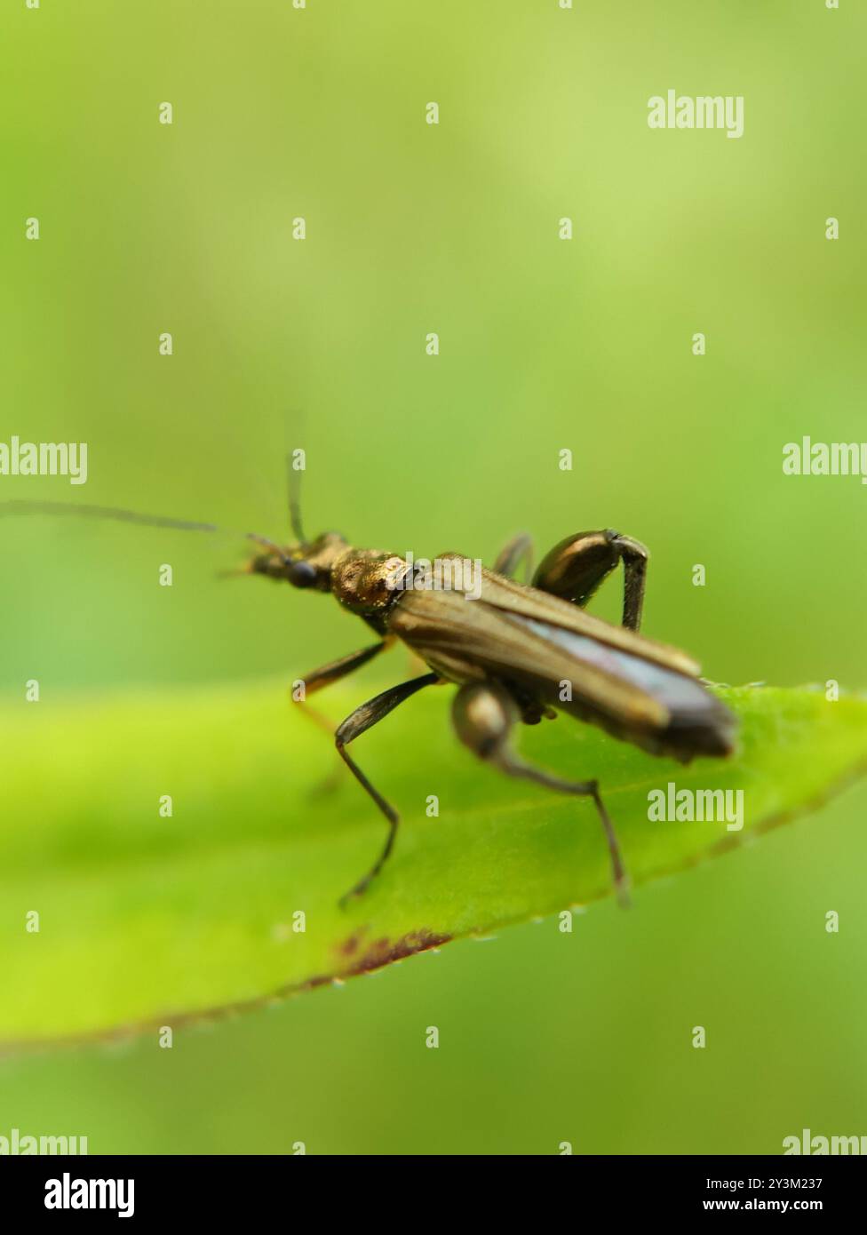 Yellow-legged Thick-legged Flower Beetle (Oedemera flavipes) Insecta ...