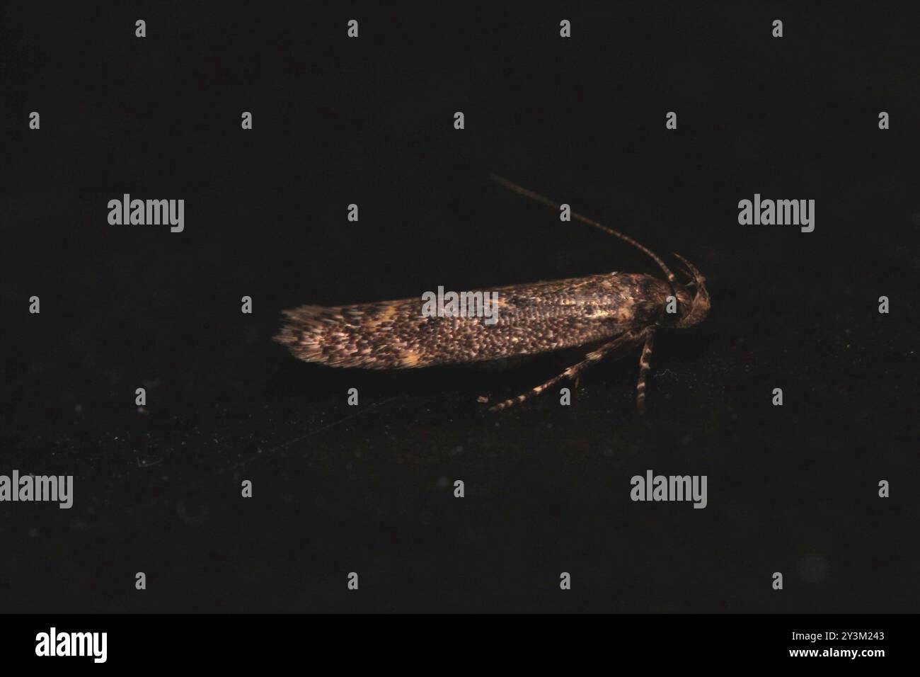 Dark Groundling (Bryotropha affinis) Insecta Stock Photo - Alamy