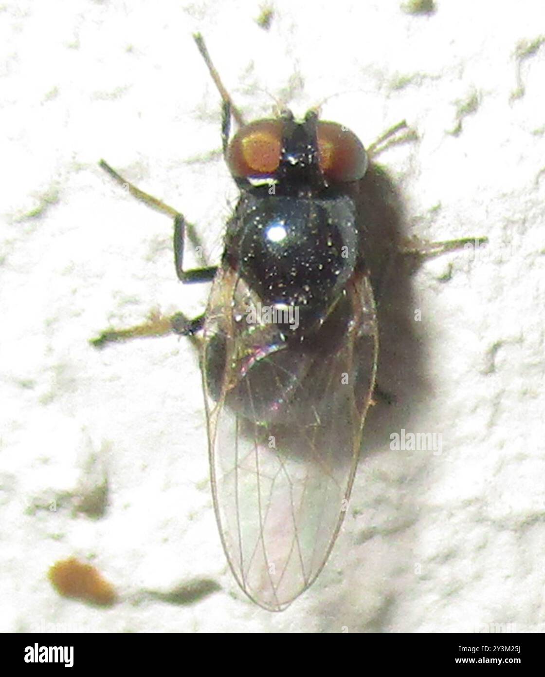 Flies (Diptera) Insecta Stock Photo - Alamy