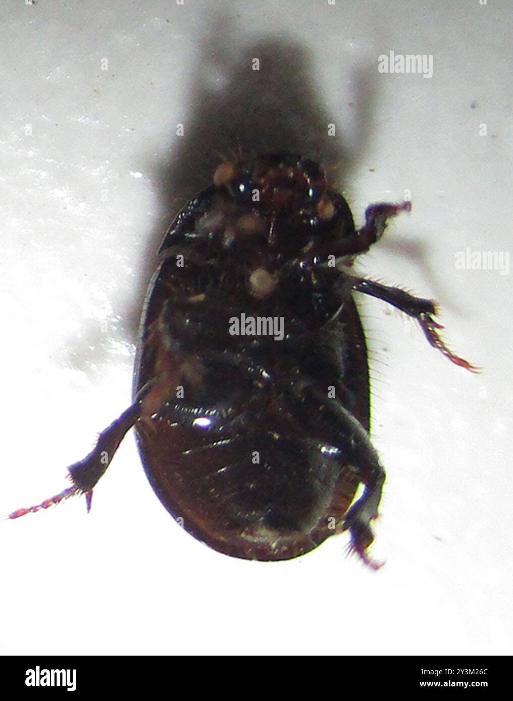 Scavenger Scarab Beetles (Hybosorinae) Insecta Stock Photo - Alamy