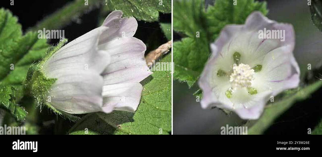 dwarf mallow (Malva neglecta) Plantae Stock Photo - Alamy