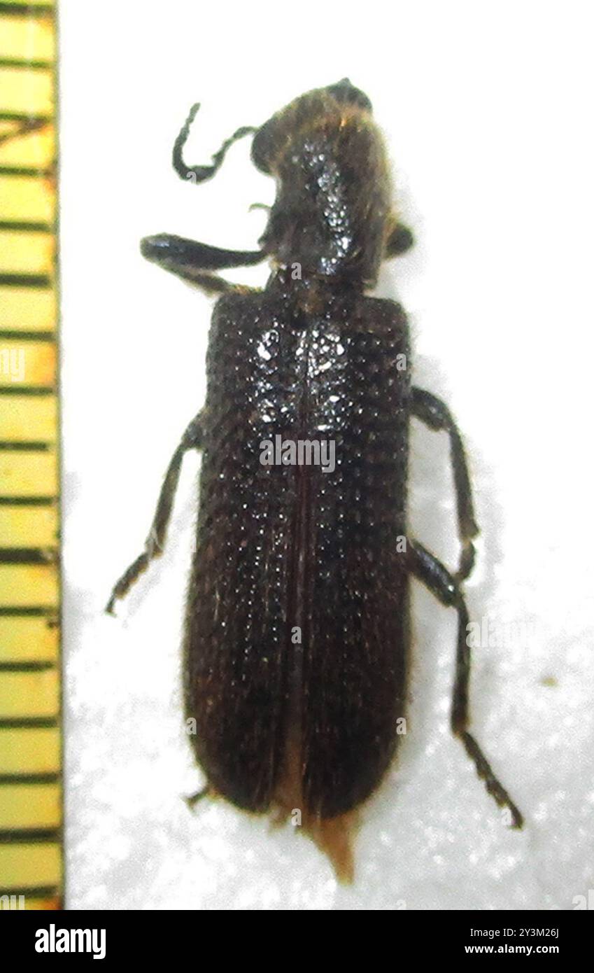 Checkered Beetles (Cleridae) Insecta Stock Photo - Alamy