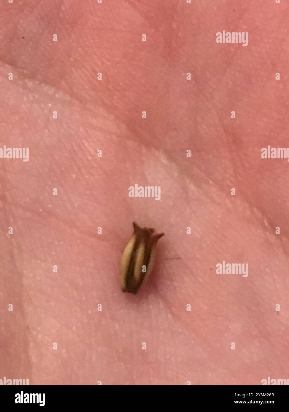 Spreading chinchweed (Pectis prostrata) Plantae Stock Photo - Alamy