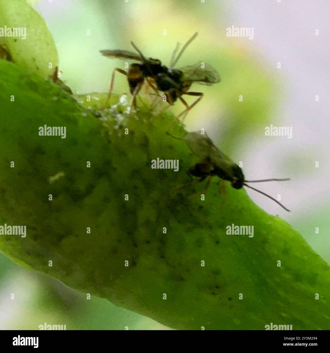 thimbleberry gallmaker (Diastrophus kincaidii) Insecta Stock Photo - Alamy