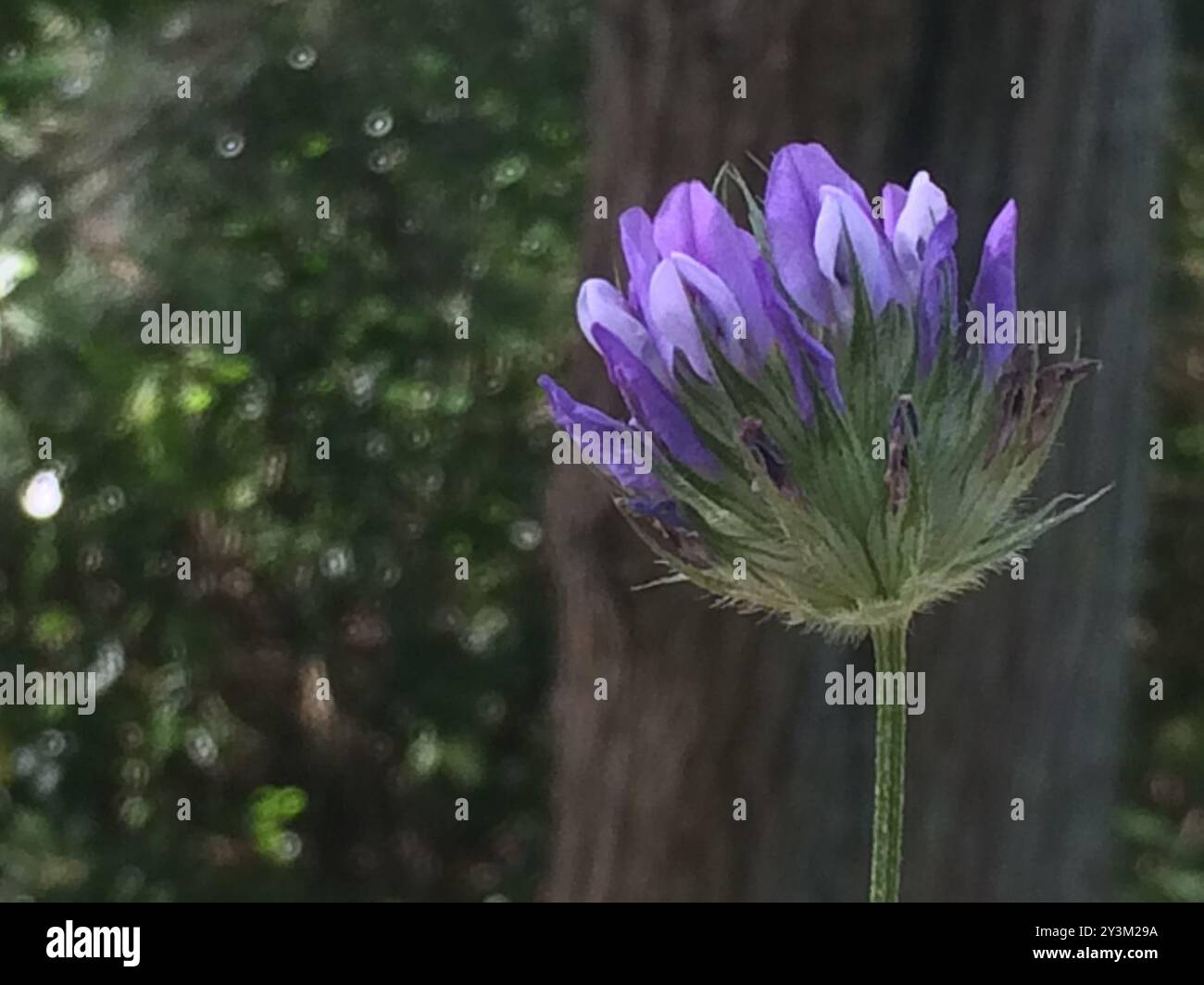 arabian pea (Bituminaria bituminosa) Plantae Stock Photo - Alamy