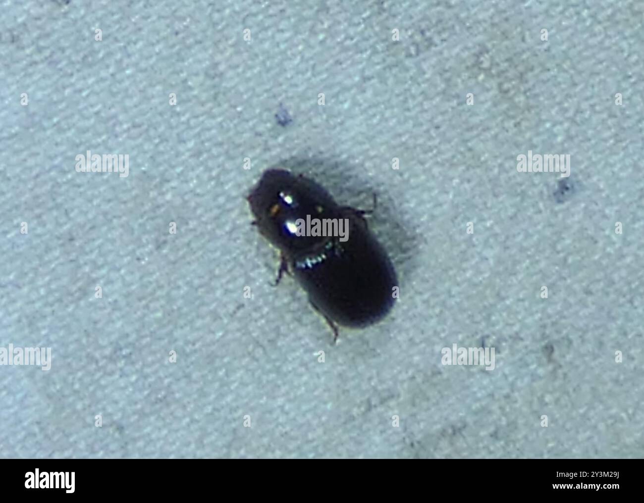 Small Dung Beetles (Aphodiinae) Insecta Stock Photo - Alamy