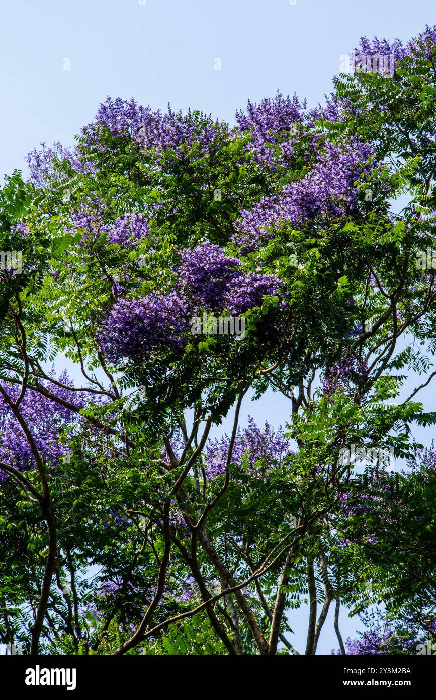 Jacaranda mimosifolia leaves hi-res stock photography and images - Alamy