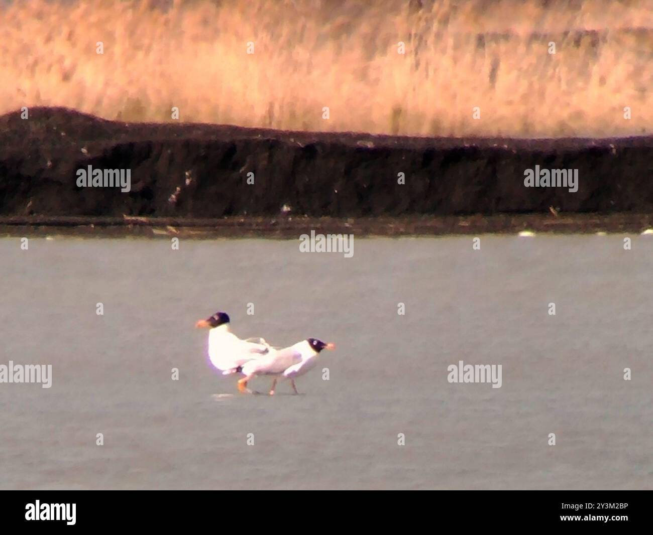 Pallas's Gull (Ichthyaetus ichthyaetus) Aves Stock Photo - Alamy