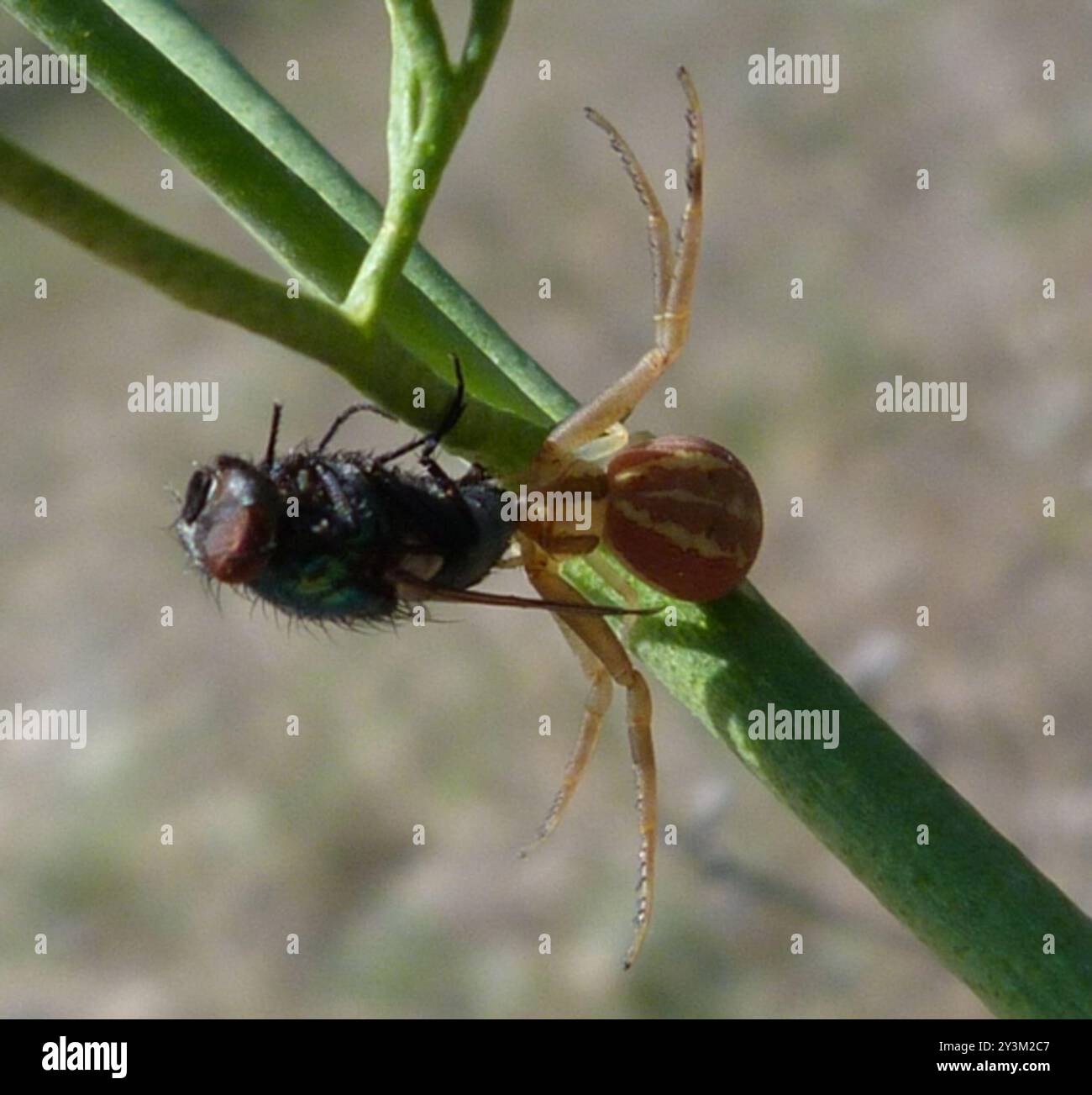 (Runcinia grammica) Arachnida Stock Photo - Alamy