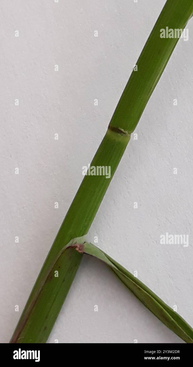 Canada bluegrass (Poa compressa) Plantae Stock Photo - Alamy