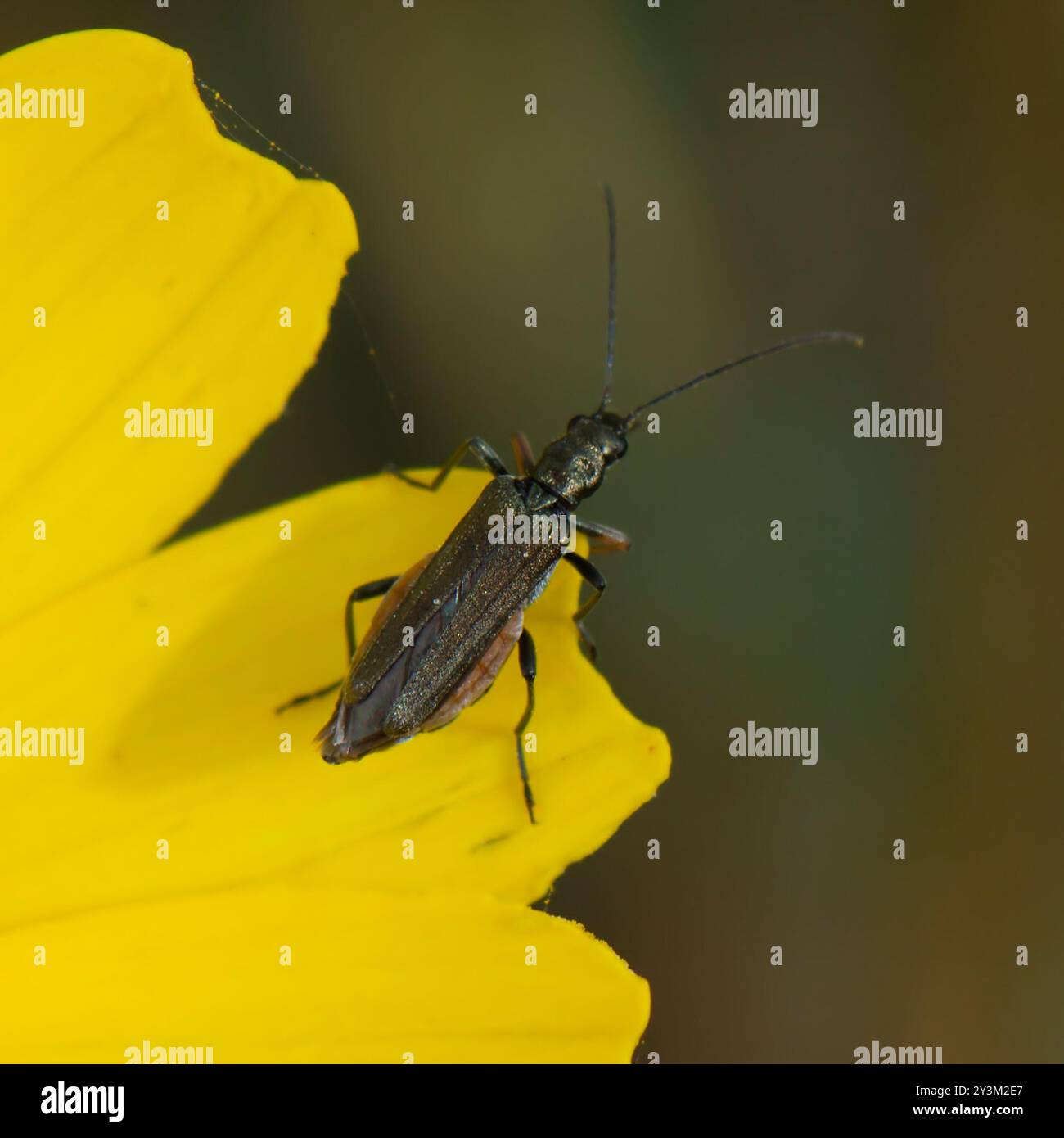 Yellow-legged Thick-legged Flower Beetle (Oedemera flavipes) Insecta ...