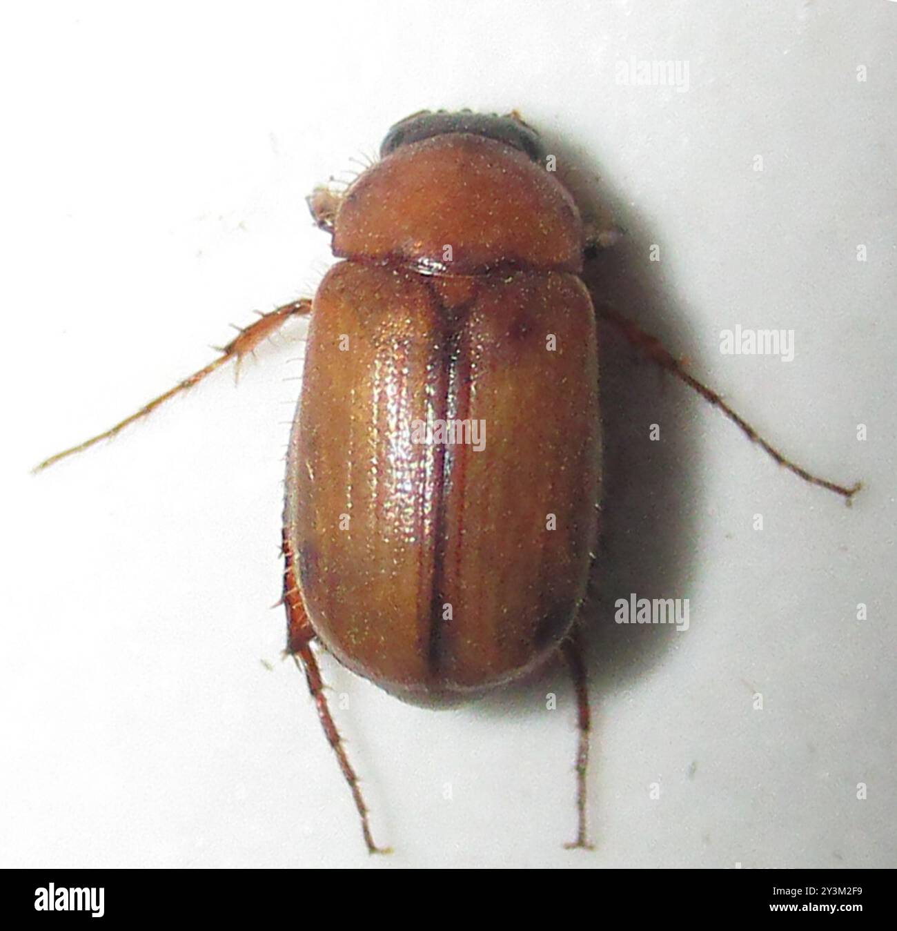 June Beetles (Melolonthinae) Insecta Stock Photo - Alamy