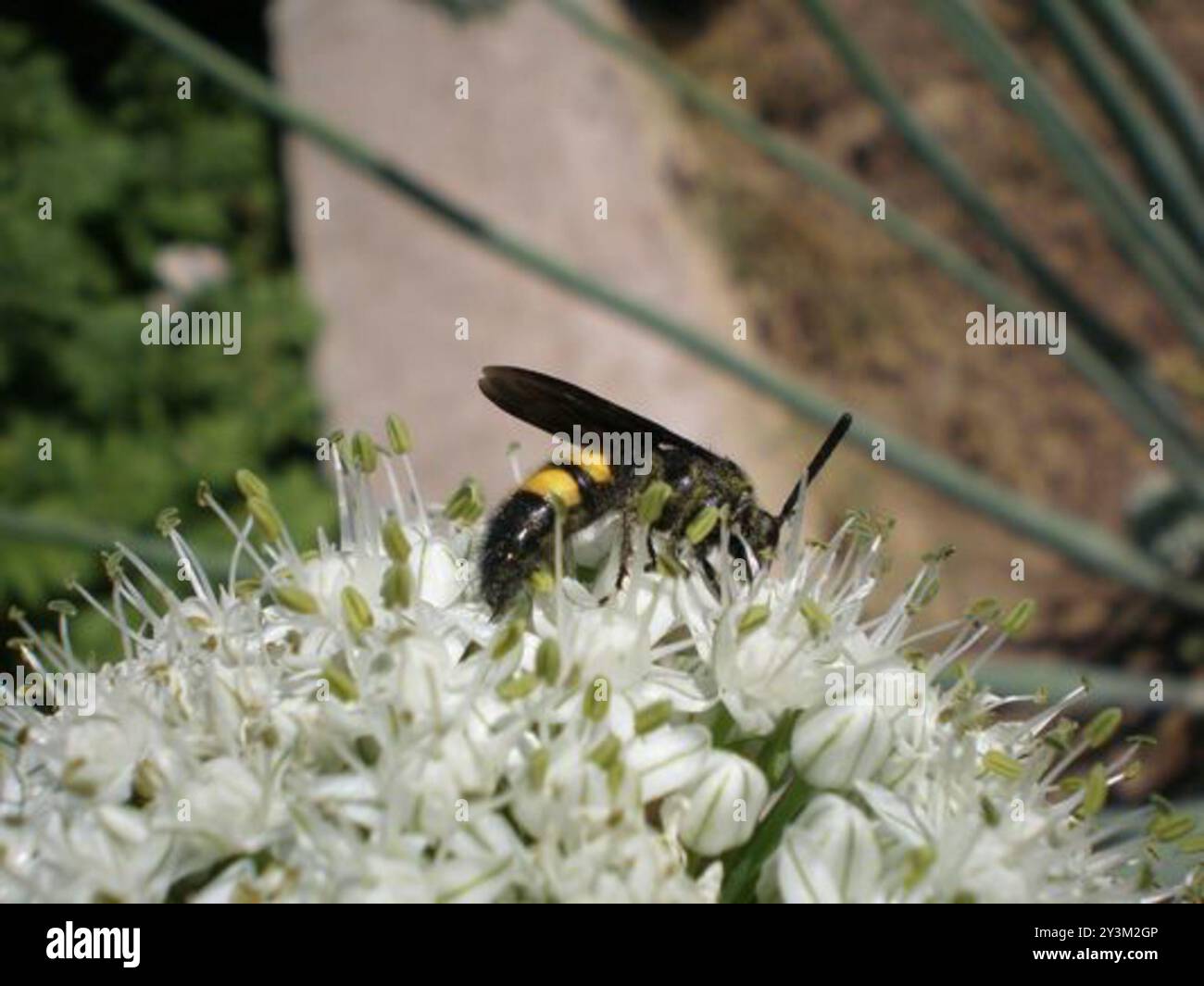 (Scolia hirta hirta) Insecta Stock Photo - Alamy