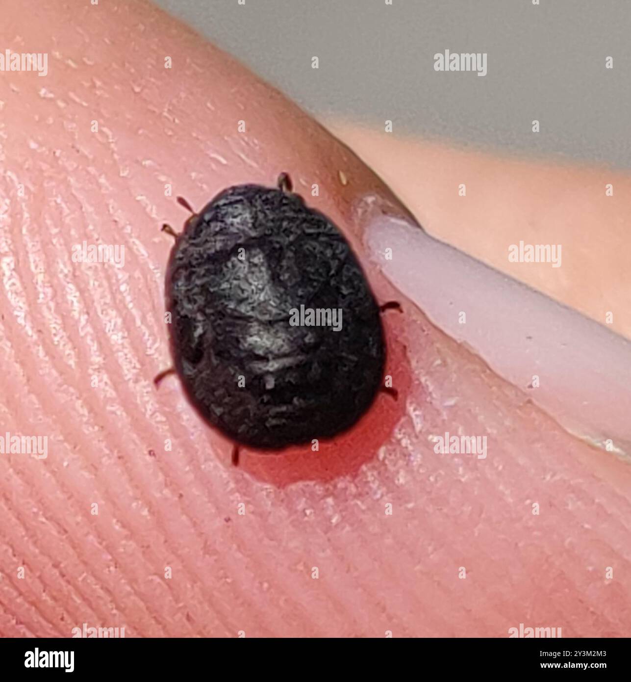 Stink Bugs, Shield Bugs, and Allies (Pentatomoidea) Insecta Stock Photo ...