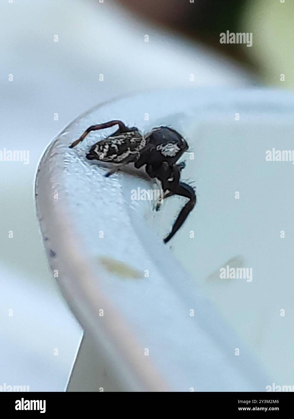 Mile End Jumping Spider (Macaroeris nidicolens) Arachnida Stock Photo ...