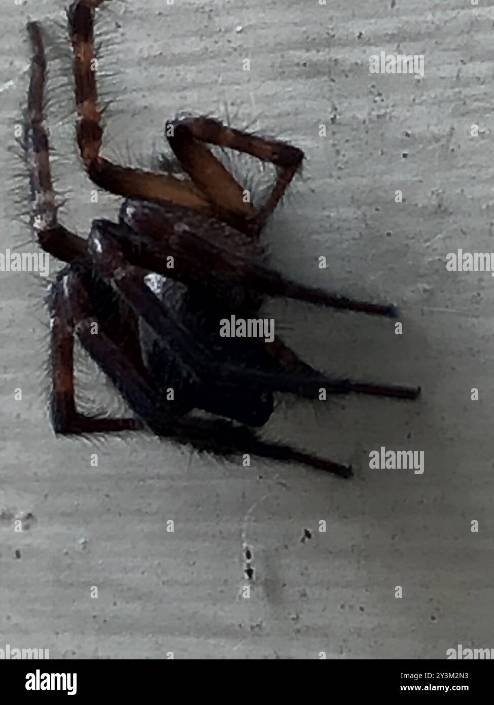 Grey House Spider (Badumna longinqua) Arachnida Stock Photo - Alamy