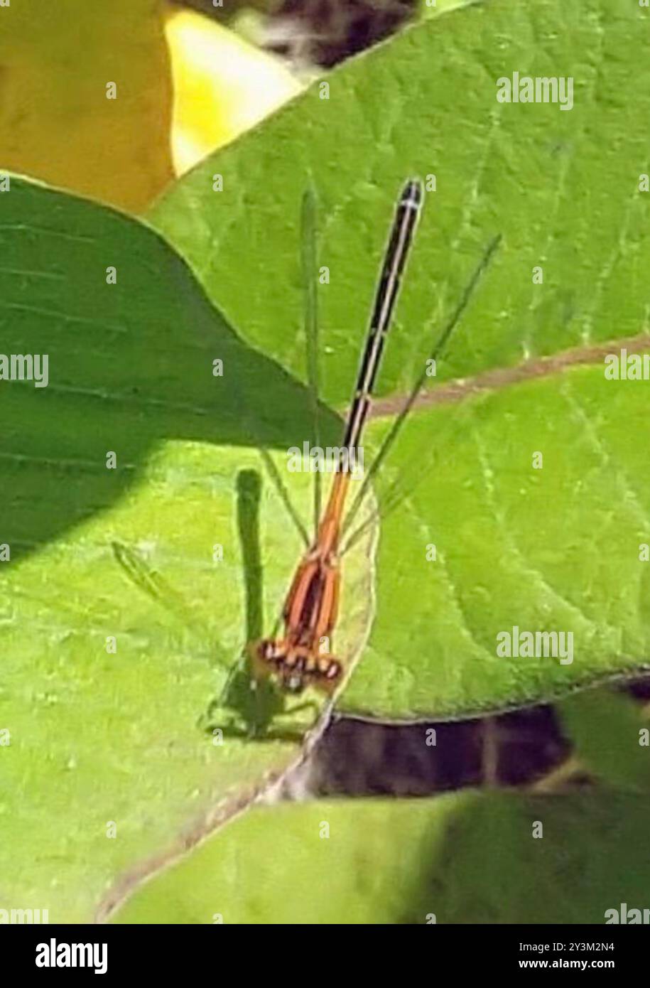 Eastern Forktail (Ischnura verticalis) Insecta Stock Photo - Alamy
