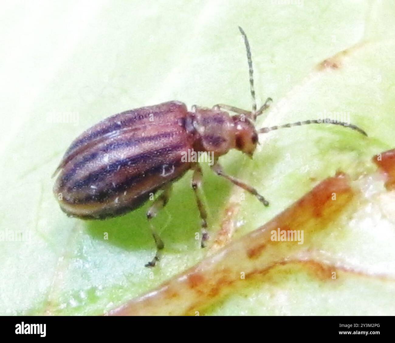 Crowded Flea Beetle (Ophraella conferta) Insecta Stock Photo - Alamy