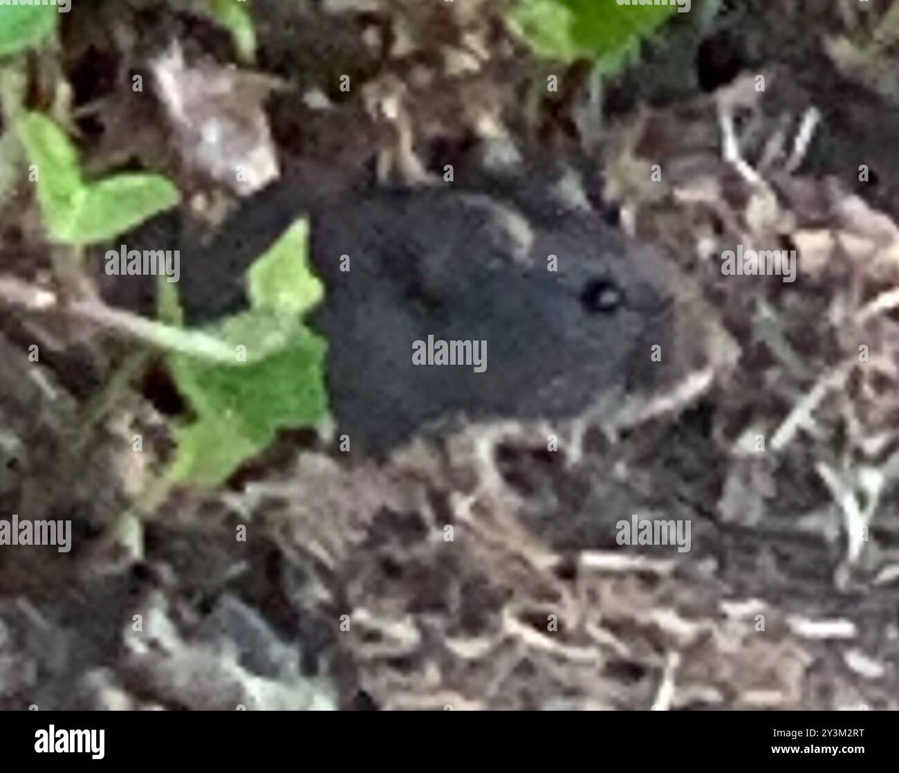 Rodents (Rodentia) Mammalia Stock Photo - Alamy